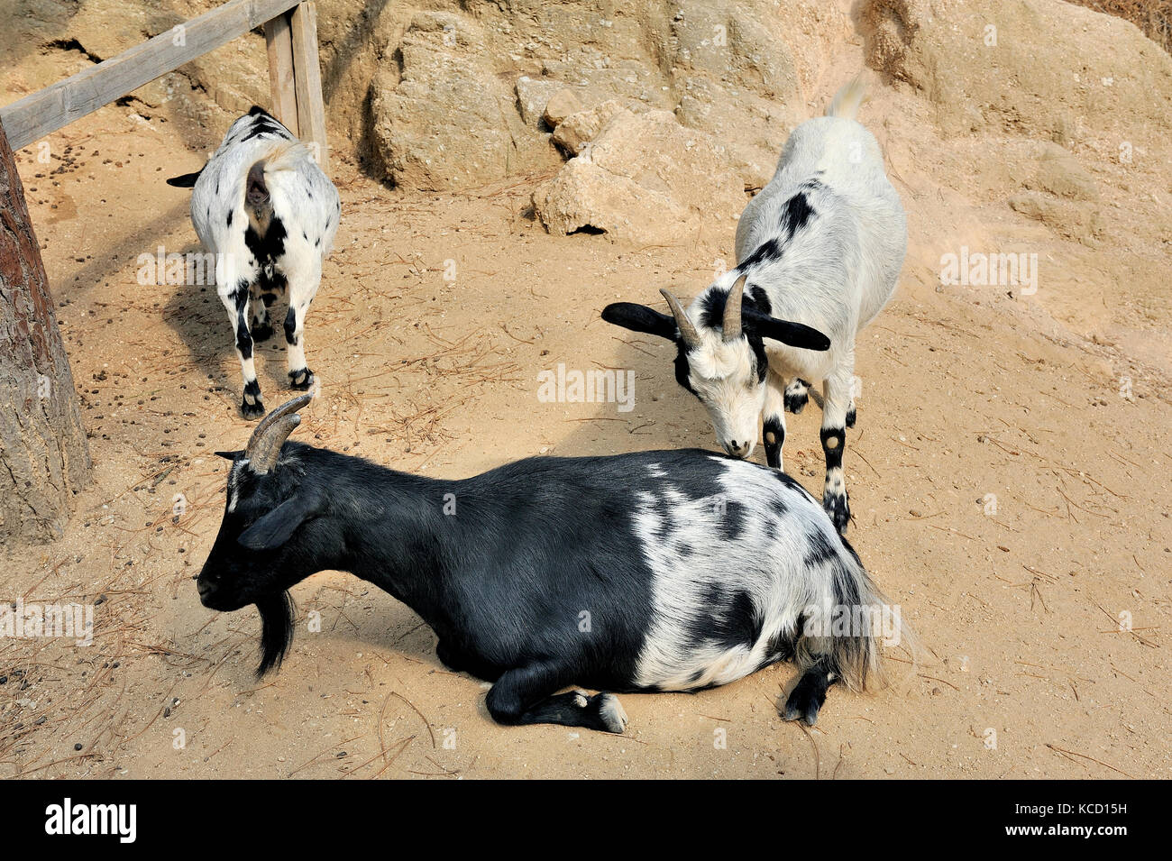 A group of goats on the farm Stock Photo - Alamy
