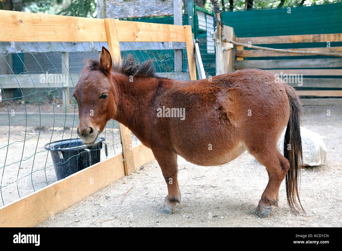 a very small domestic mule in its enclosure on the farm Stock Photo - Alamy