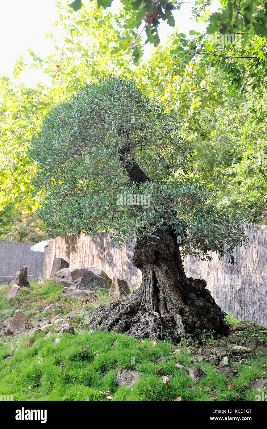 A small olive tree in a garden Stock Photo - Alamy