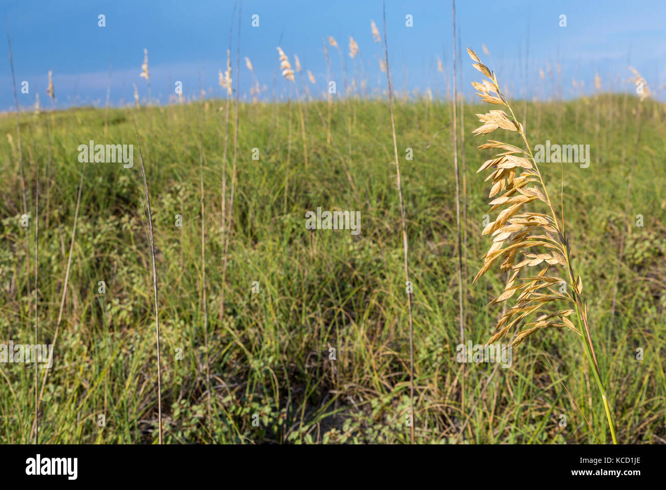 Avon, Outer Banks, North Carolina, USA. Sea Oats (Uniola Paniculata), a ...