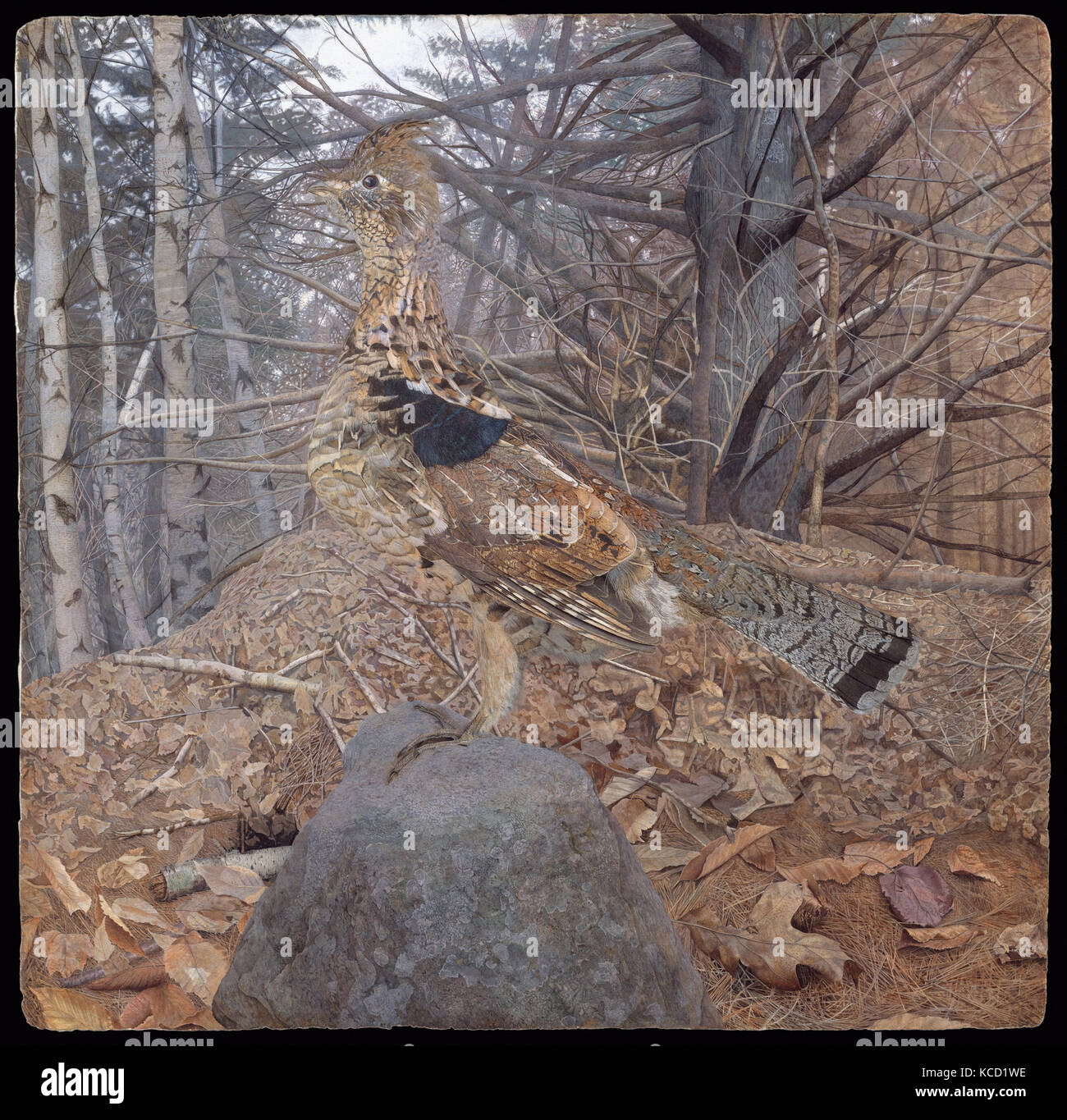 Male Ruffed Grouse in the Forest, Gerald Thayer, 1907–8 Stock Photo - Alamy