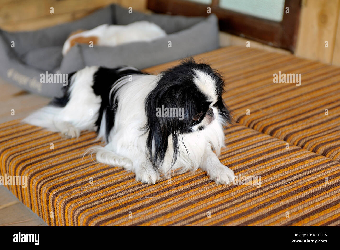 Japanese little spaniels in their little house and comfort at the ...