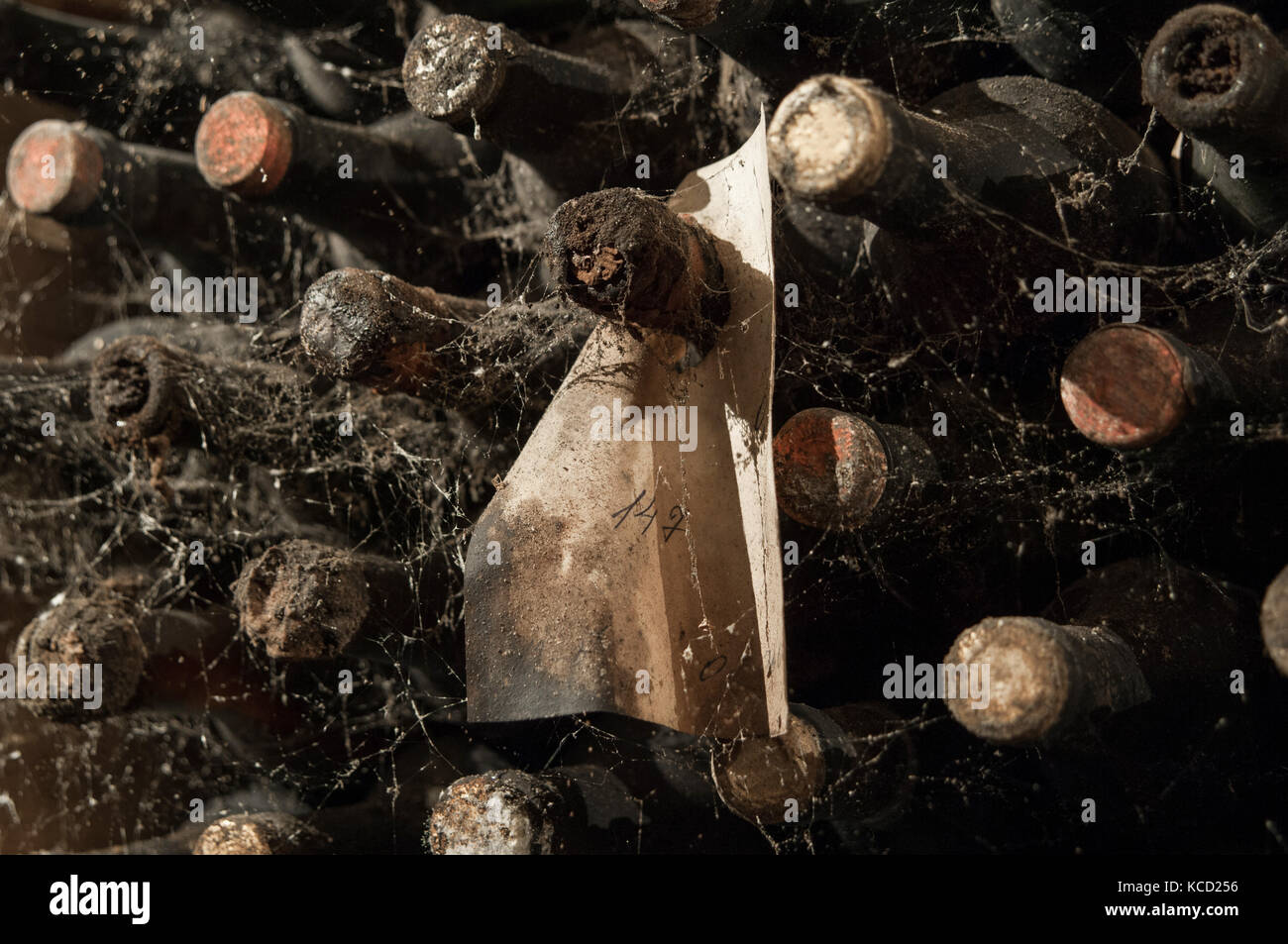 Spider cellar cobweb hi-res stock photography and images - Alamy