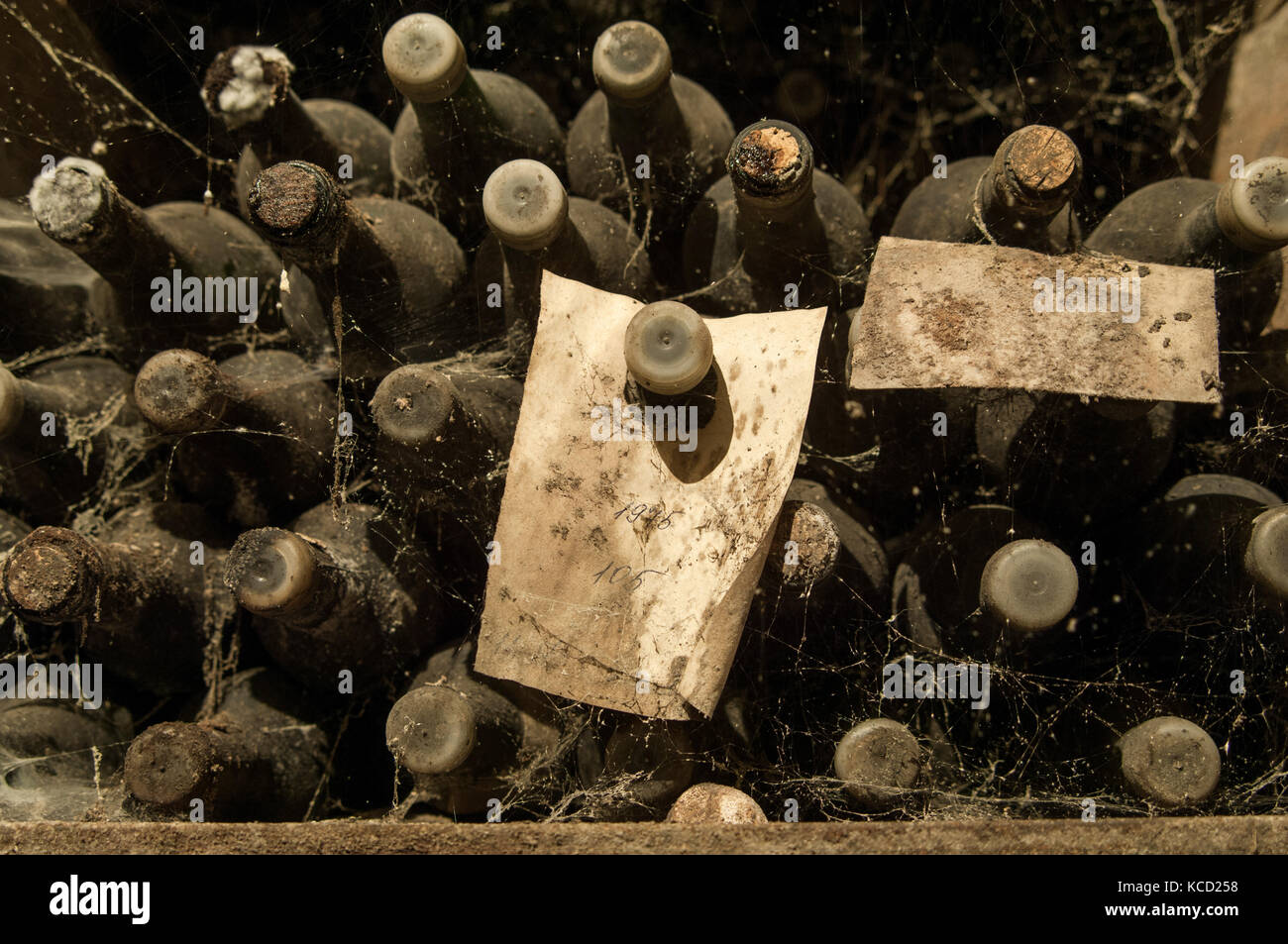 Spider cellar cobweb hi-res stock photography and images - Alamy