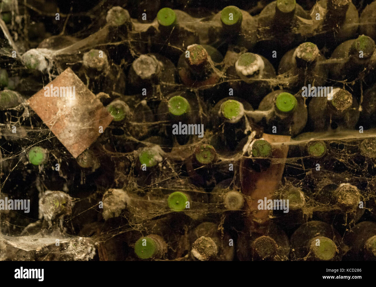 Spider cellar cobweb hi-res stock photography and images - Alamy