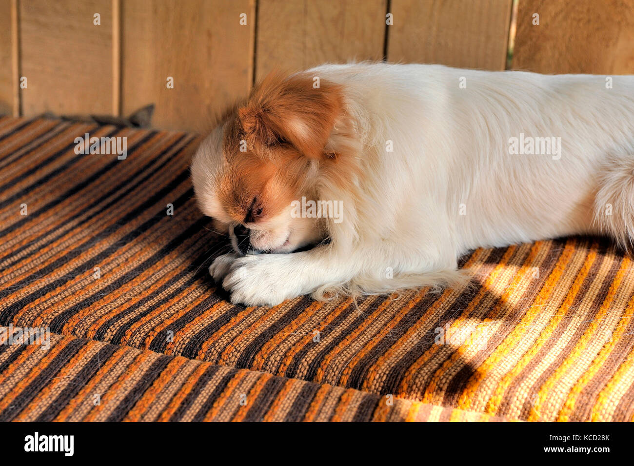 Japanese Spaniels High Resolution Stock Photography and Images - Alamy