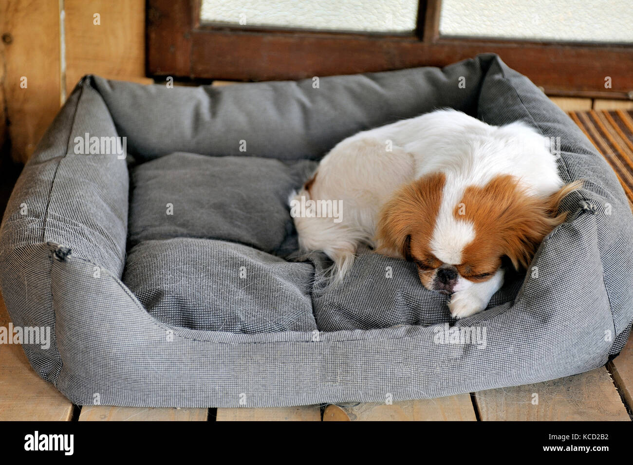 Dog japanese chin japanese spaniel hi-res stock photography and images ...
