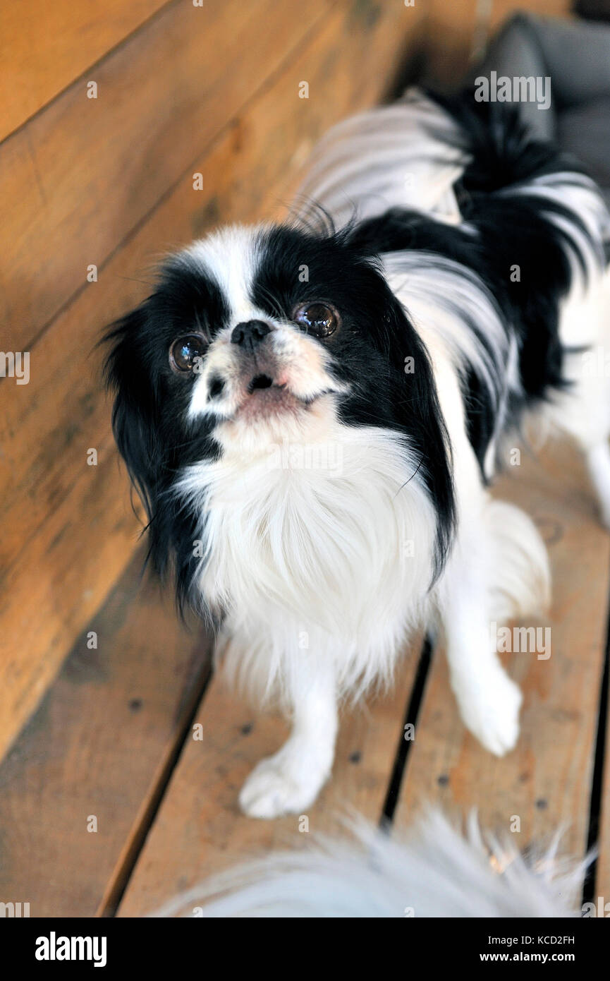 Japanese Spaniels High Resolution Stock Photography and Images - Alamy
