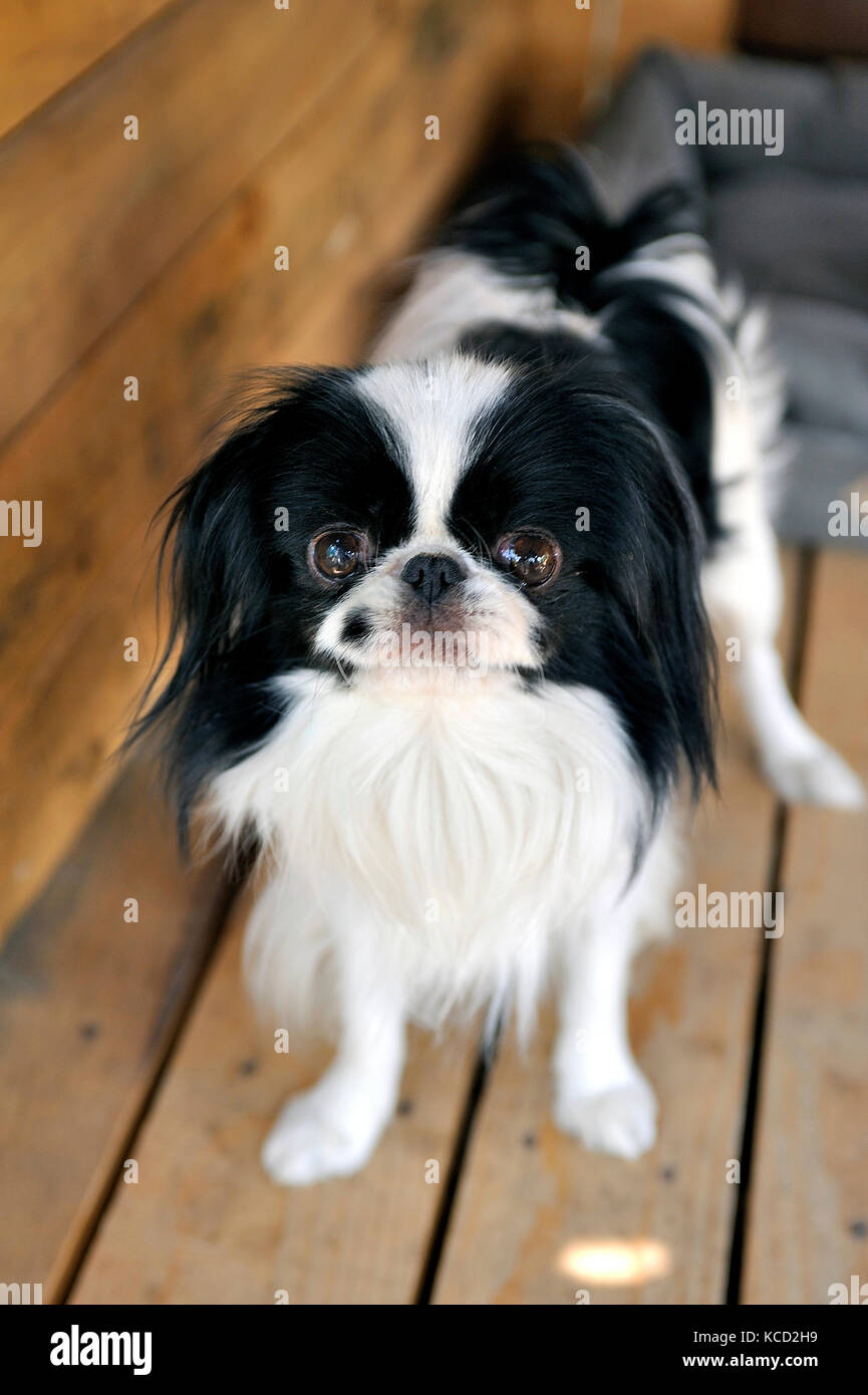 Japanese little spaniels in their little house and comfort at the ...