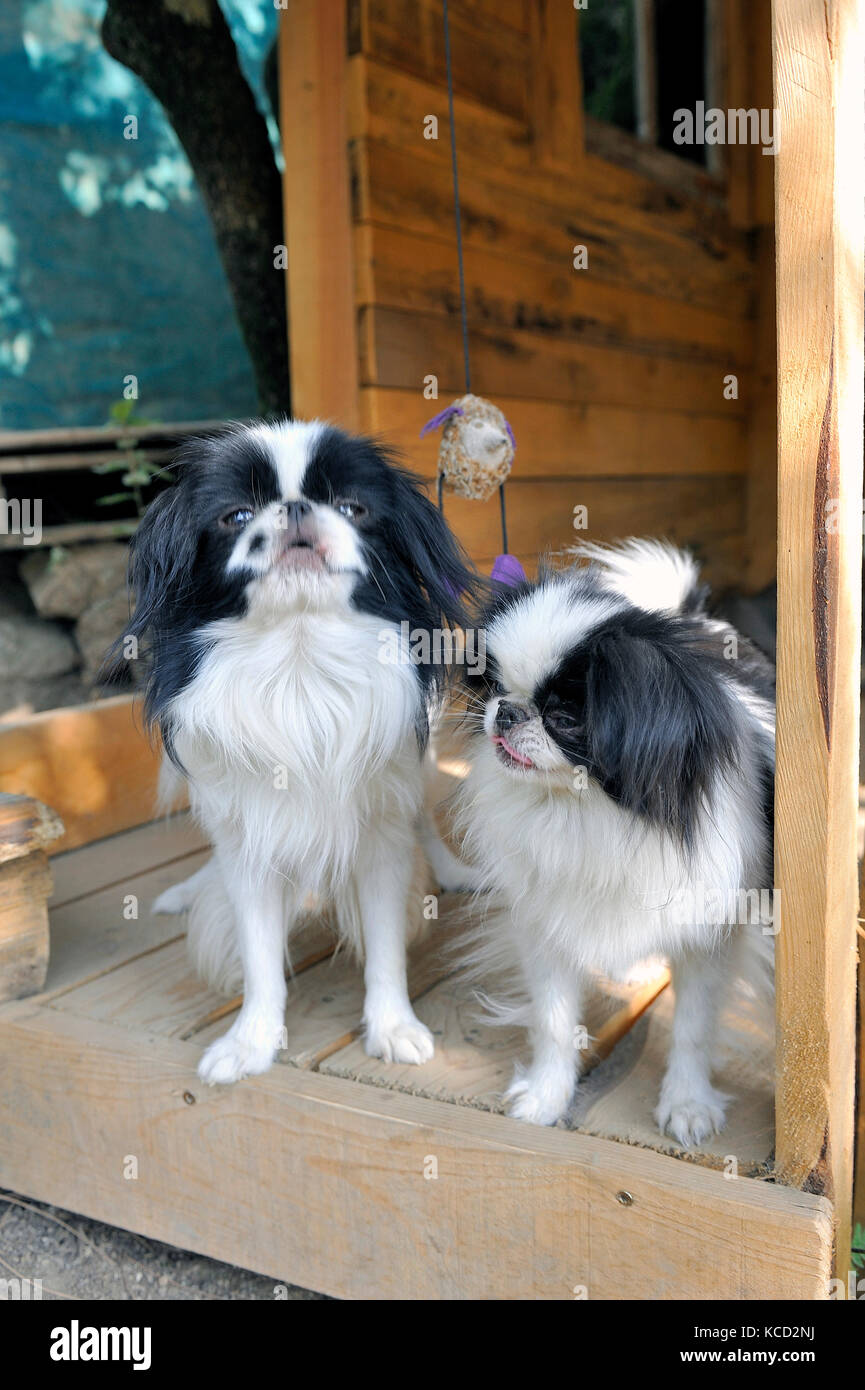 Japanese spaniels hi-res stock photography and images - Alamy