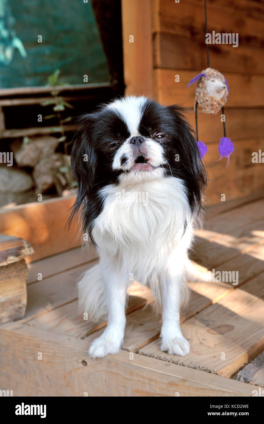 Funny spaniels hi-res stock photography and images - Alamy