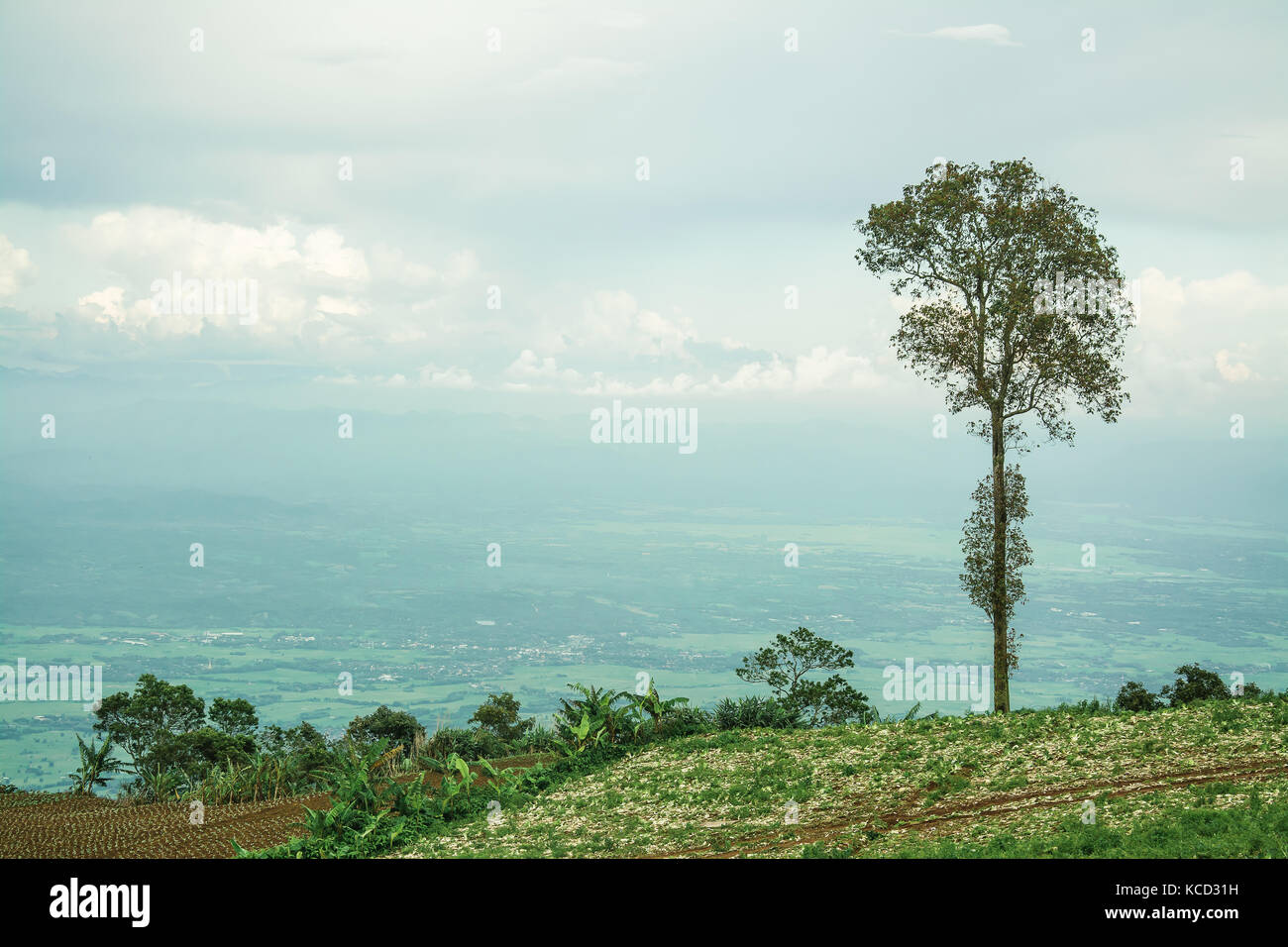 A tree on the hill Stock Photo - Alamy