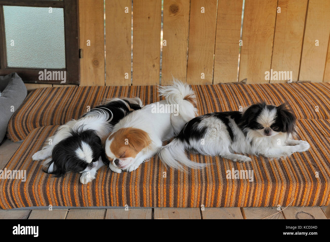 Portrait of japanese spaniel hi-res stock photography and images - Alamy