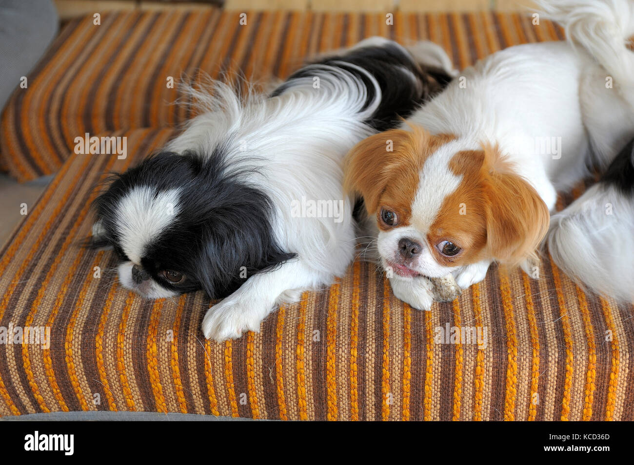 Japanese little spaniels in their little house and comfort at the ...