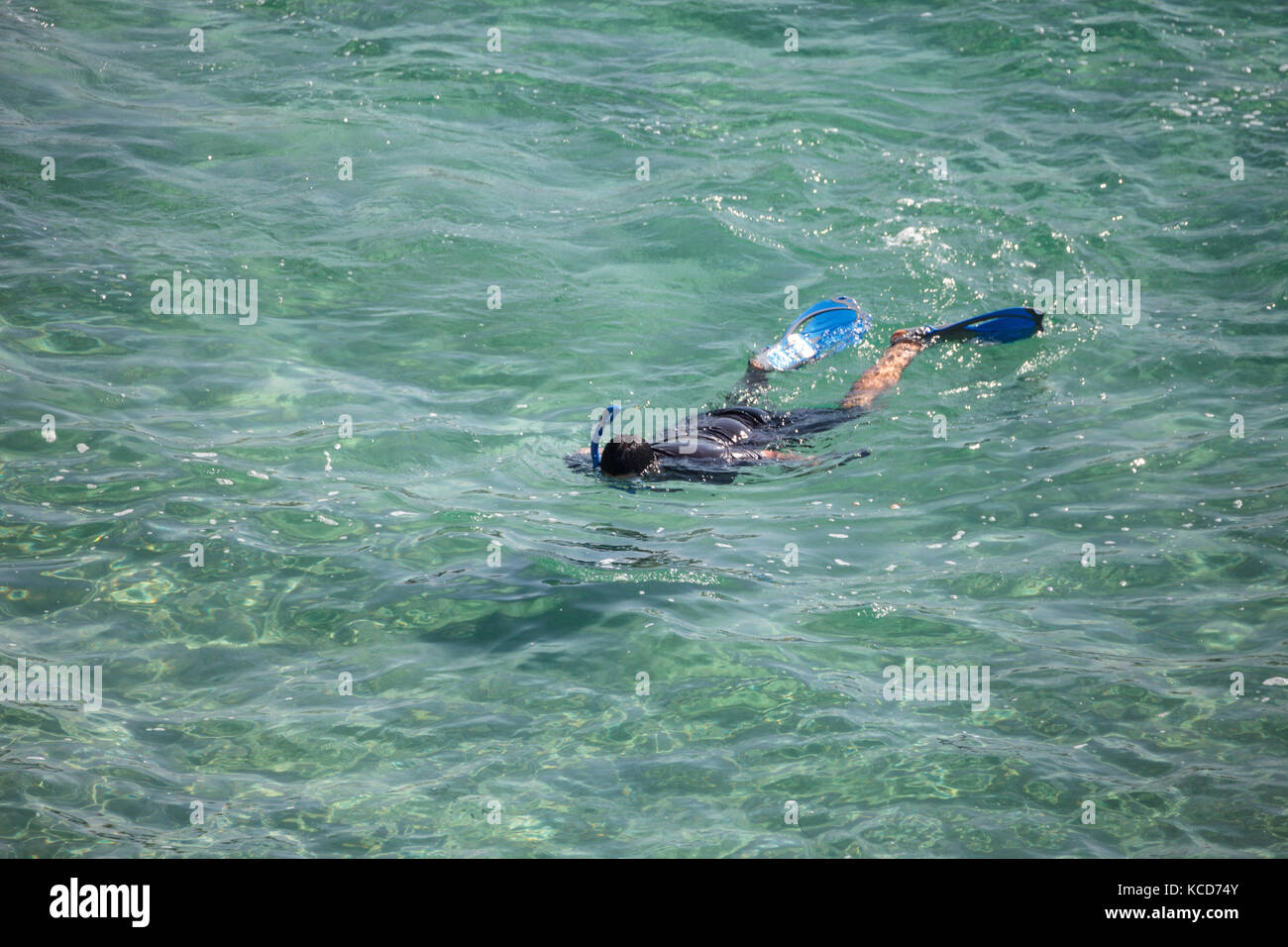 Snorkeling diver looking for fish in the warm waters of a tropical ...