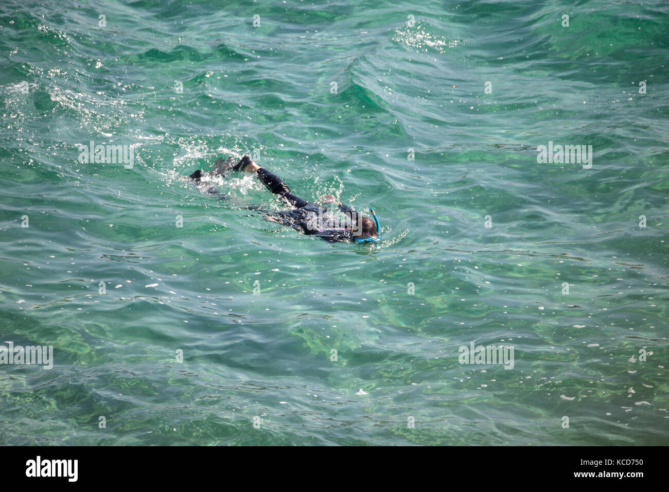 Snorkeling diver looking for fish in the warm waters of a tropical ...