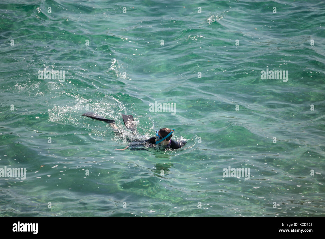 Snorkeling diver looking for fish in the warm waters of a tropical ...