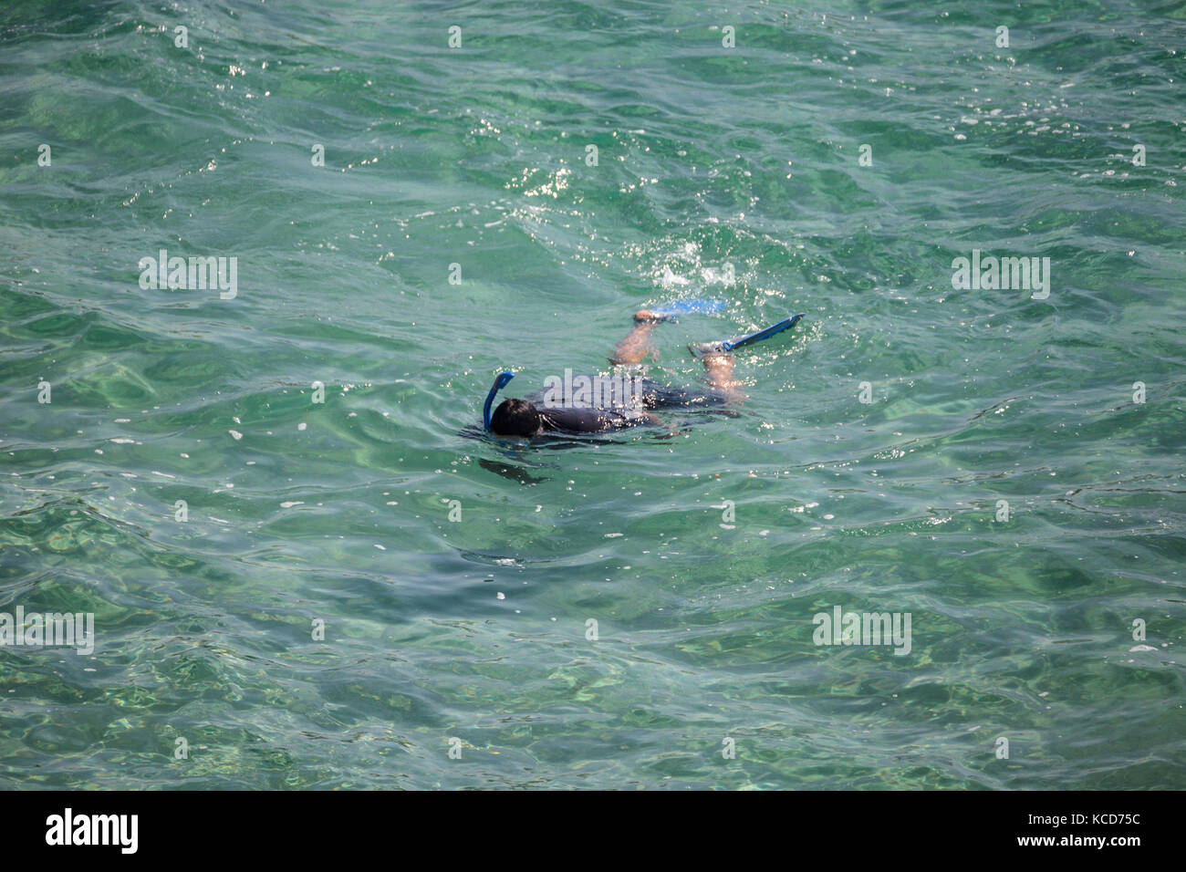 Snorkeling diver looking for fish in the warm waters of a tropical ...