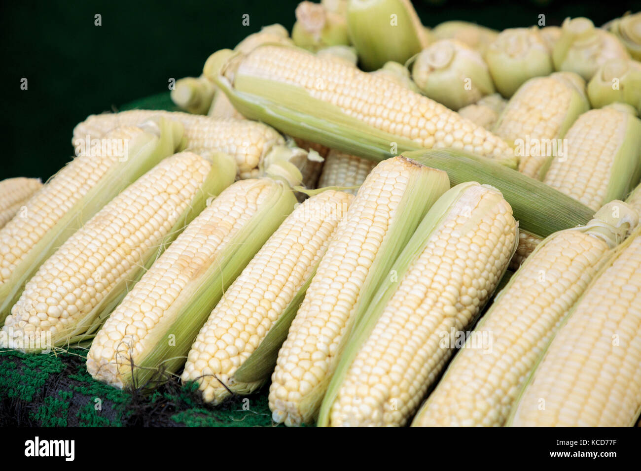 Yellow sweet corn ears shucked and displayed on a table at a local ...