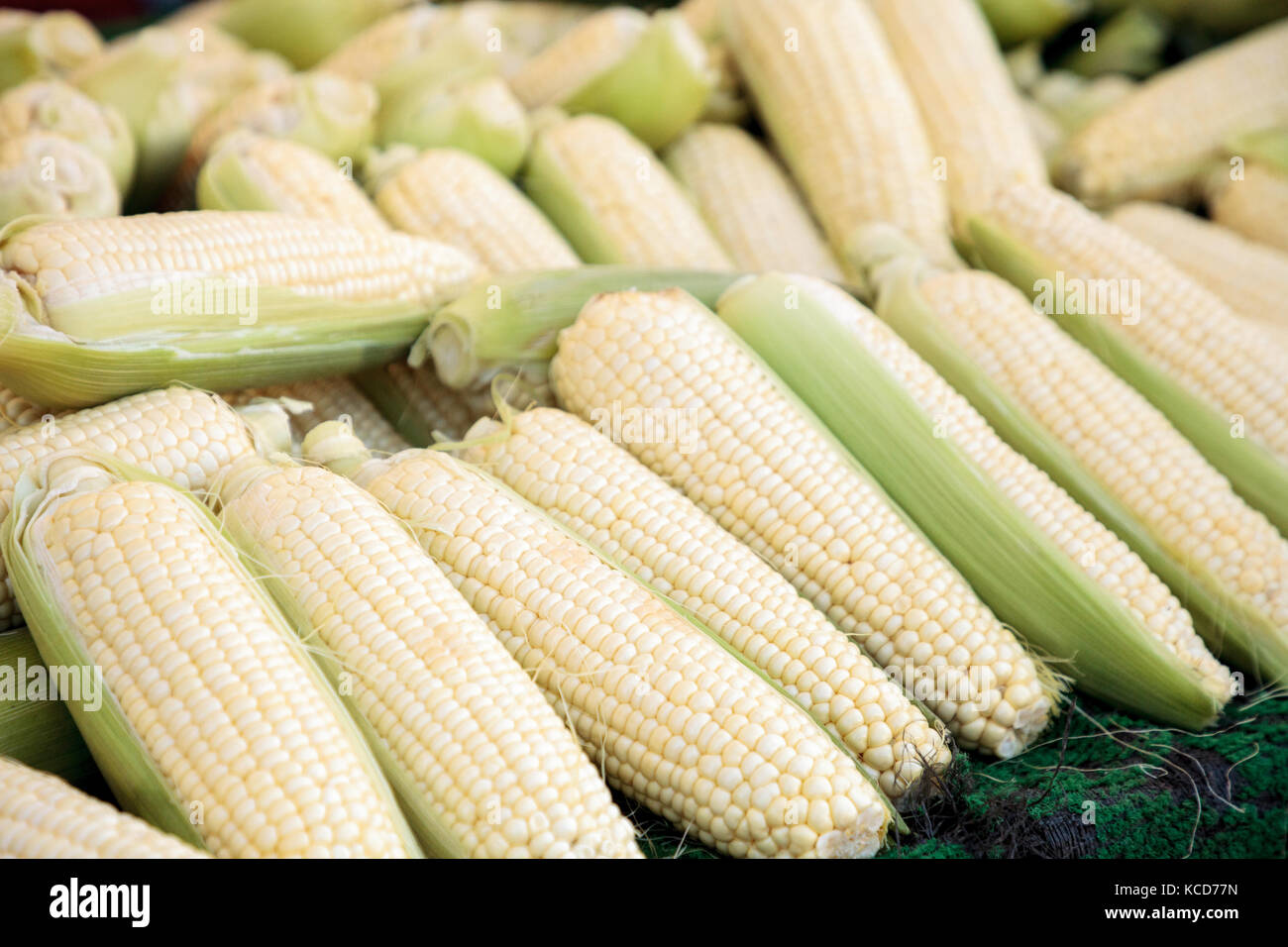 Yellow sweet corn ears shucked and displayed on a table at a local ...