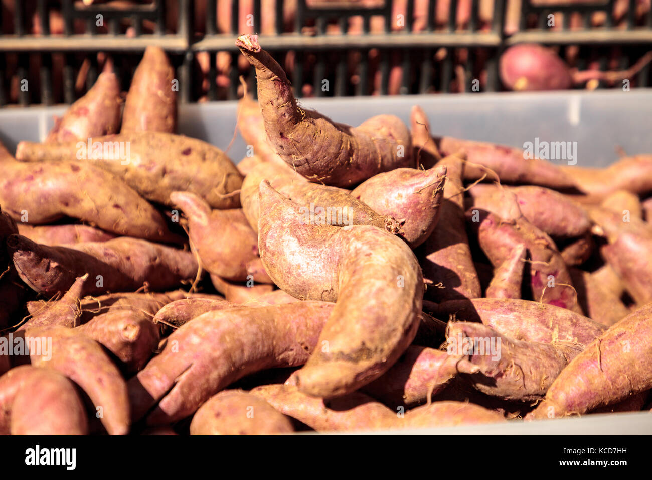 Bushel of red brown yams sold at a farmers market Stock Photo - Alamy