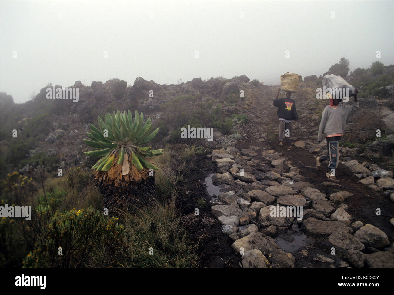 Groundsell hi-res stock photography and images - Alamy