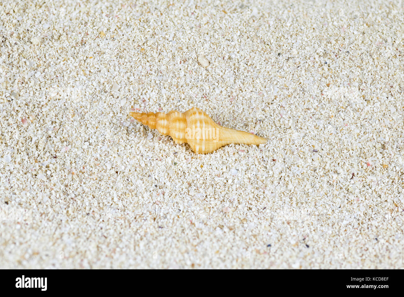 Shell of Lophiotoma (sea snails), marine gastropod mollusks in the ...
