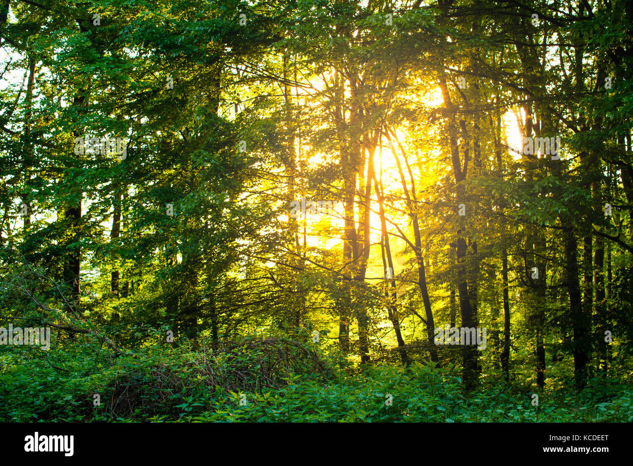 Sun in the forest Stock Photo - Alamy