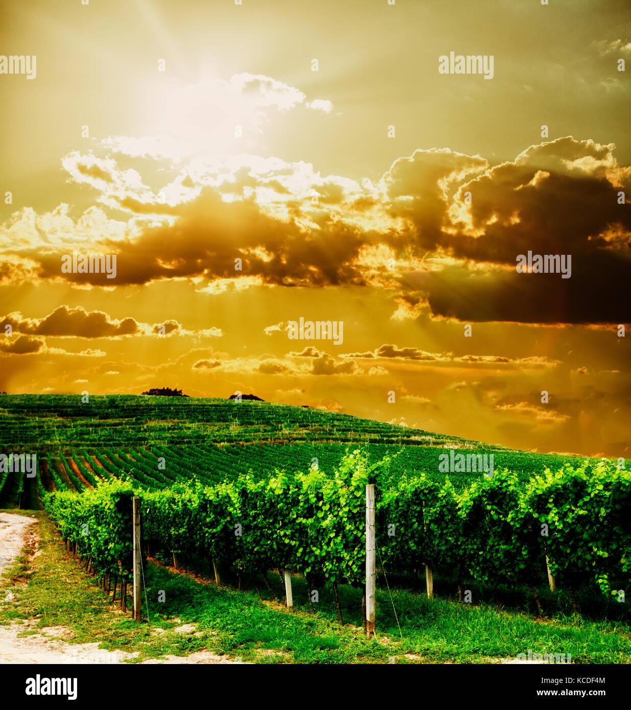 Vineyards on the sunset Stock Photo - Alamy