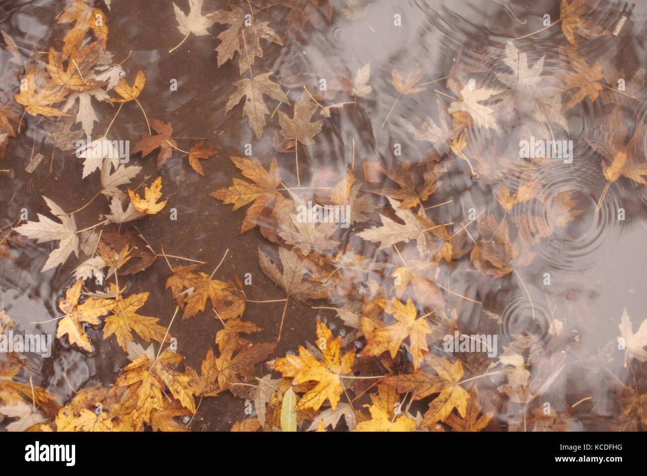 Maple leaves in water Stock Photo - Alamy
