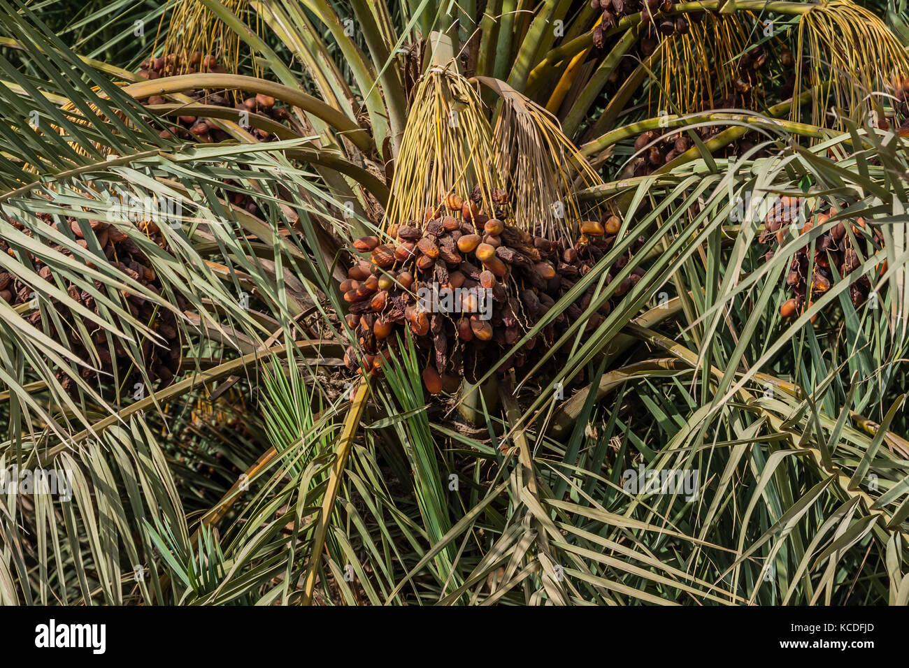 Saudi arabia fruit hi-res stock photography and images - Alamy