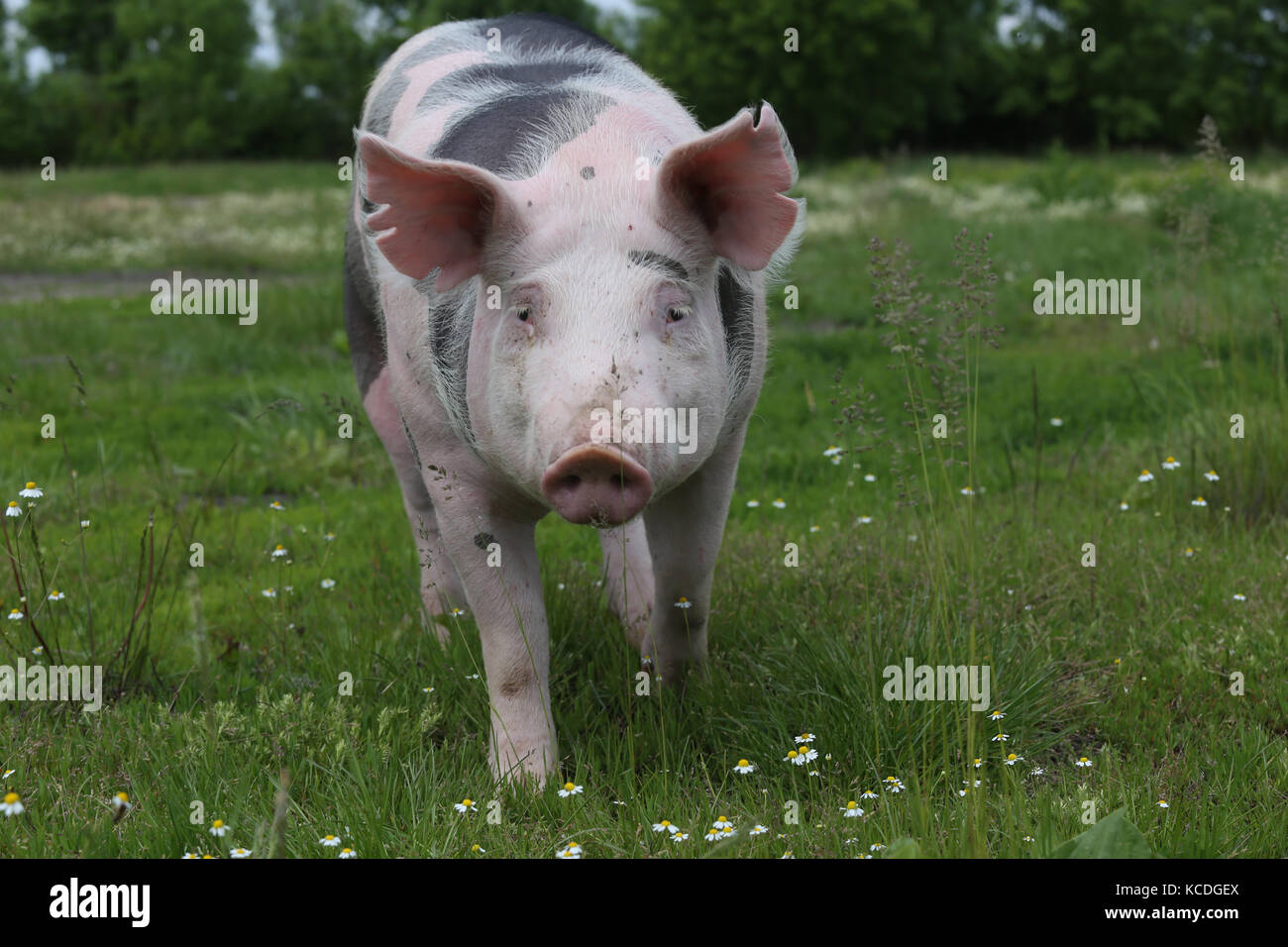 Front view of a domestic pig on animal farm summertime Stock Photo - Alamy