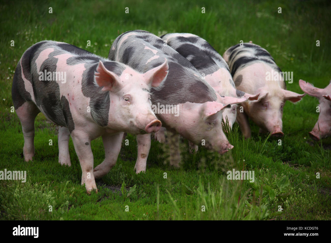 Pigs running over summer green meadow Stock Photo - Alamy