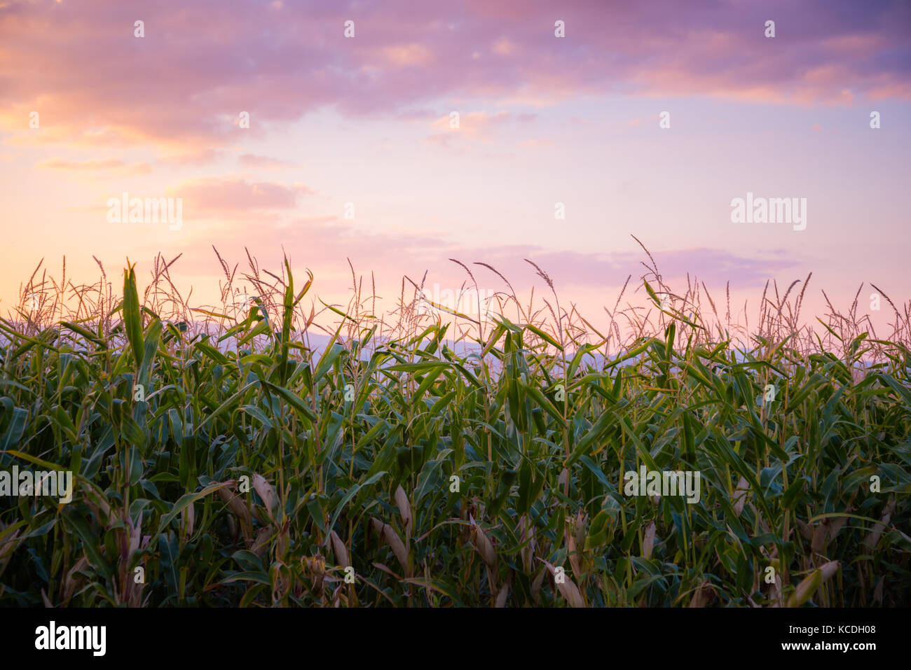 Picture of a Corn field in a sunset Stock Photo - Alamy