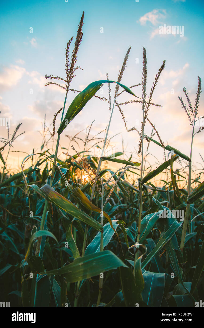 Picture of a Corn field in a sunset Stock Photo - Alamy