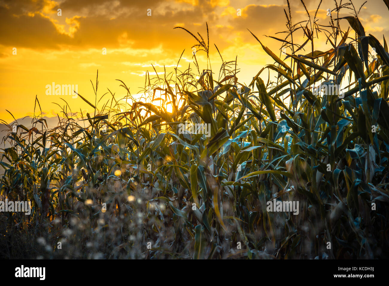 Picture of a Corn field in a sunset Stock Photo - Alamy