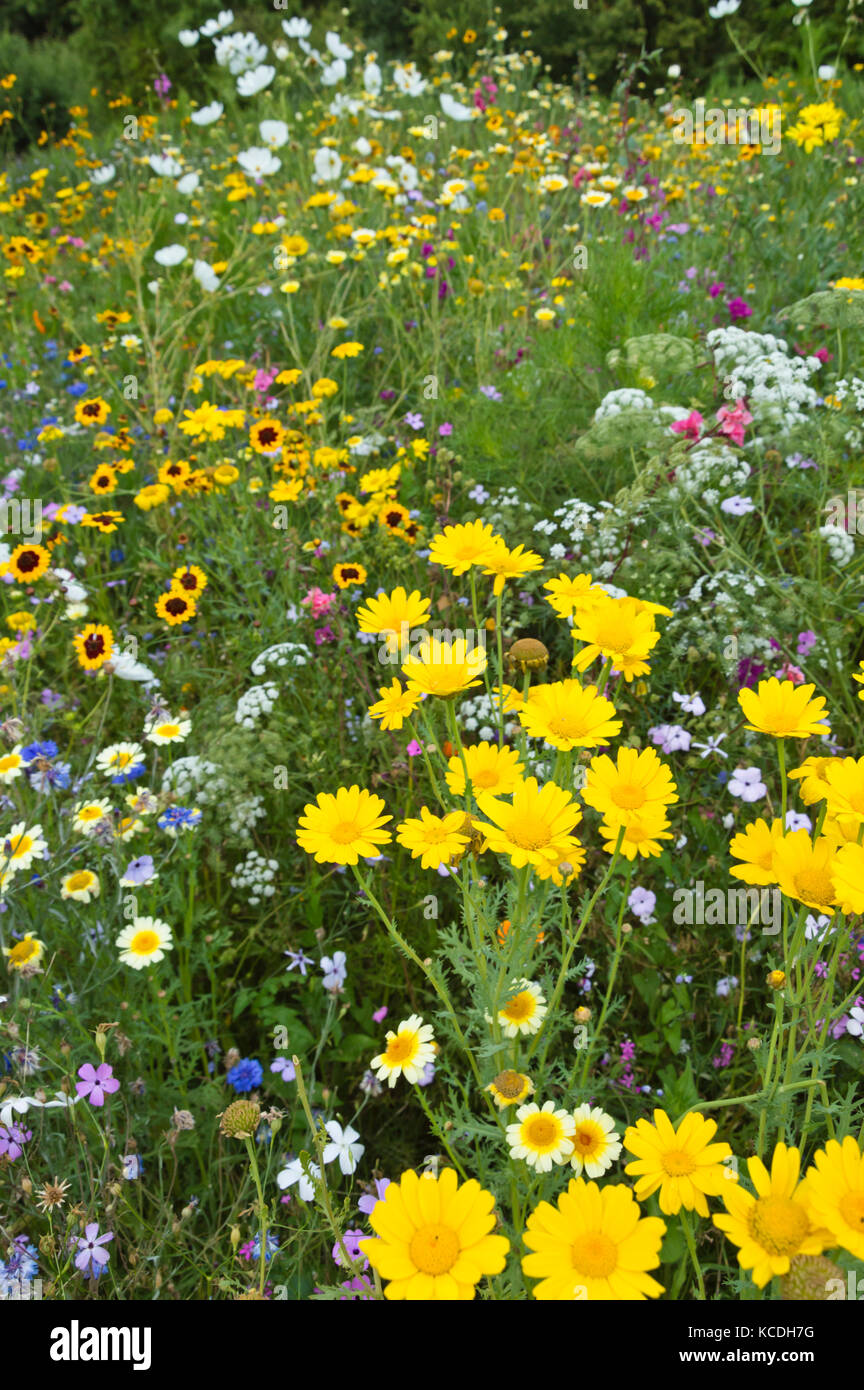 Meadow vertical hi-res stock photography and images - Alamy
