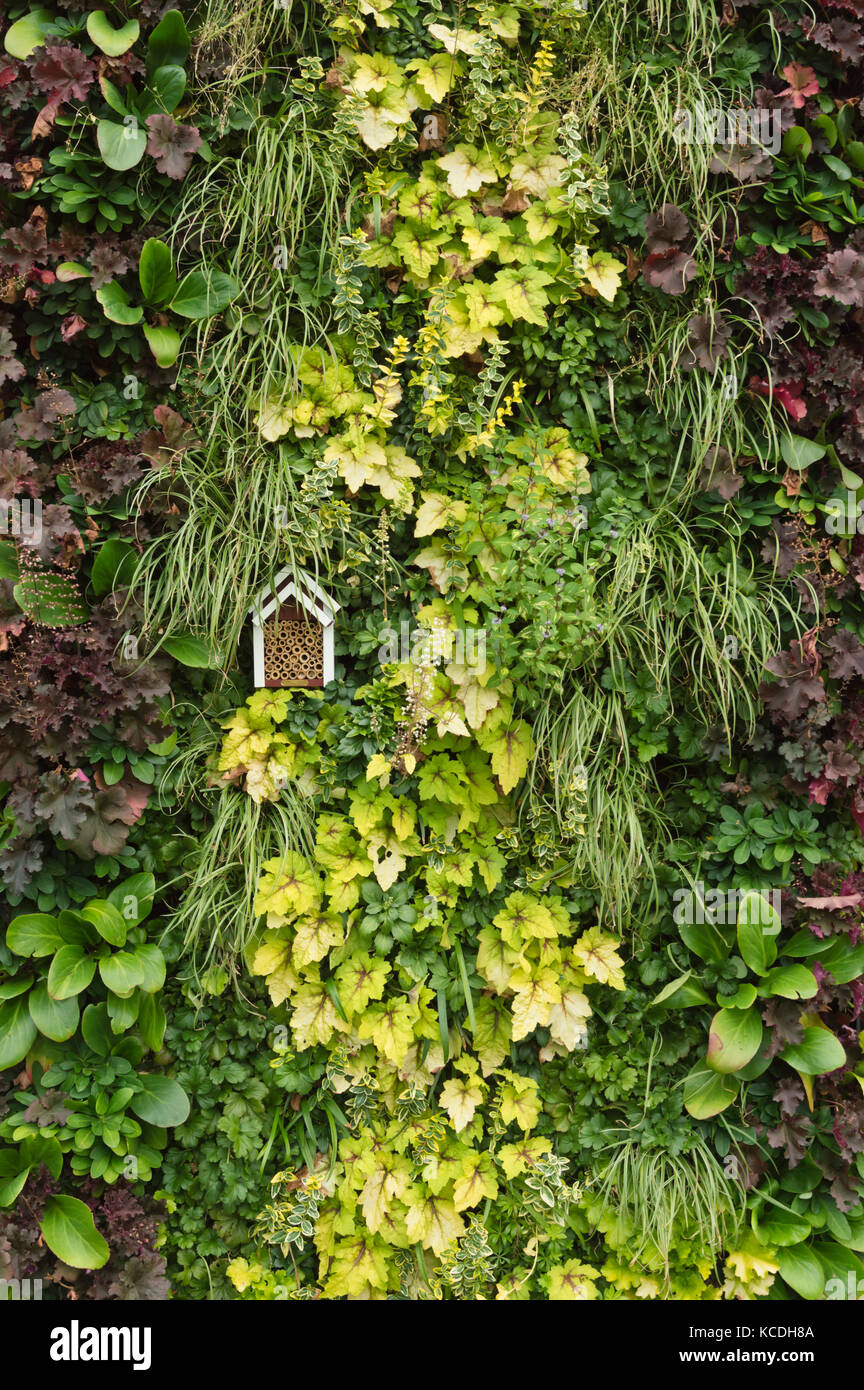 Foliage plants in a vertical garden Stock Photo - Alamy