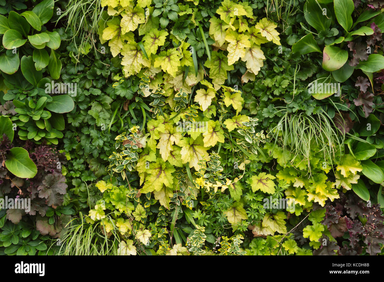 Foliage plants in a vertical garden Stock Photo - Alamy