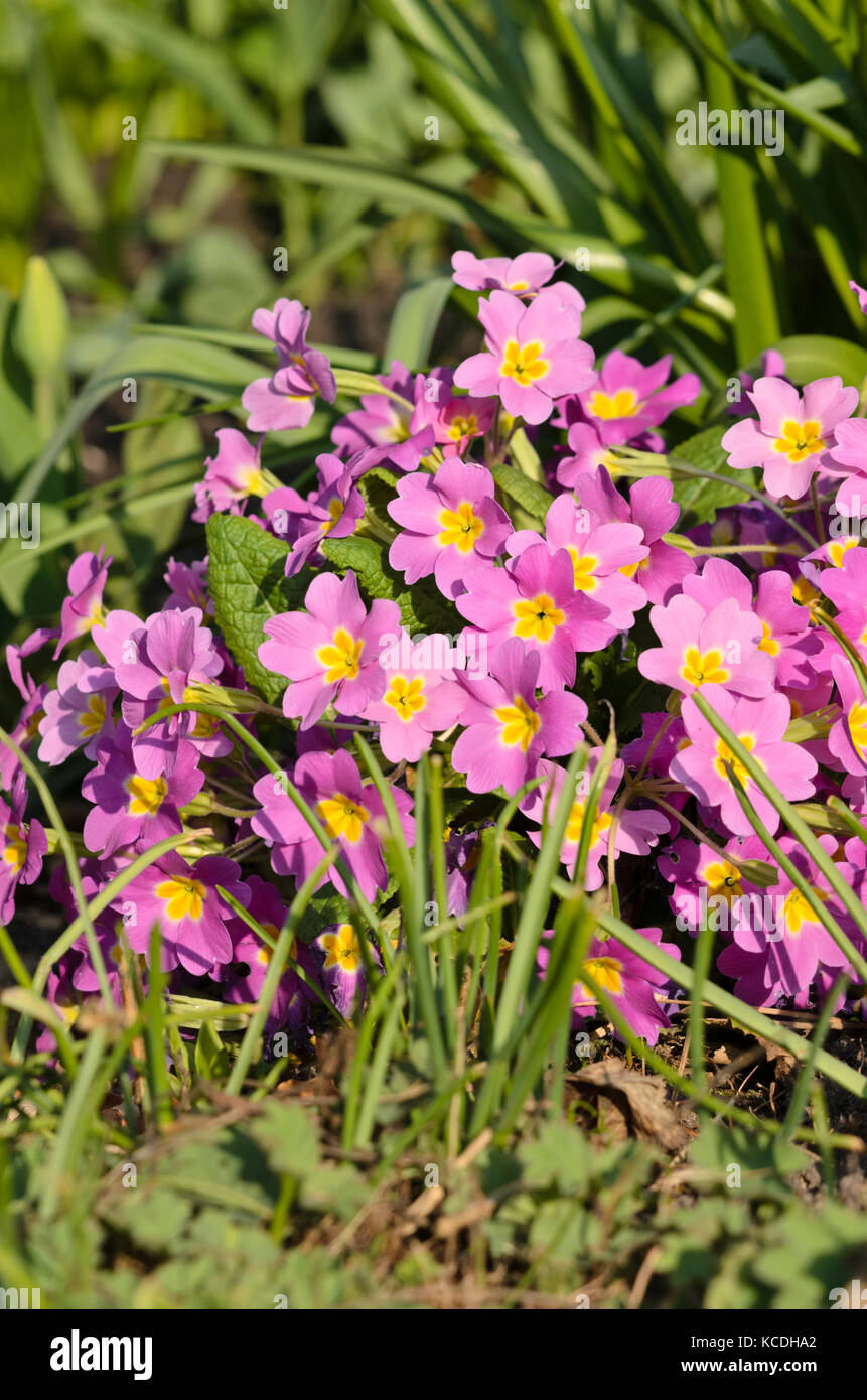 Comon primrose (Primula vulgaris subsp. sibthorpii Stock Photo - Alamy
