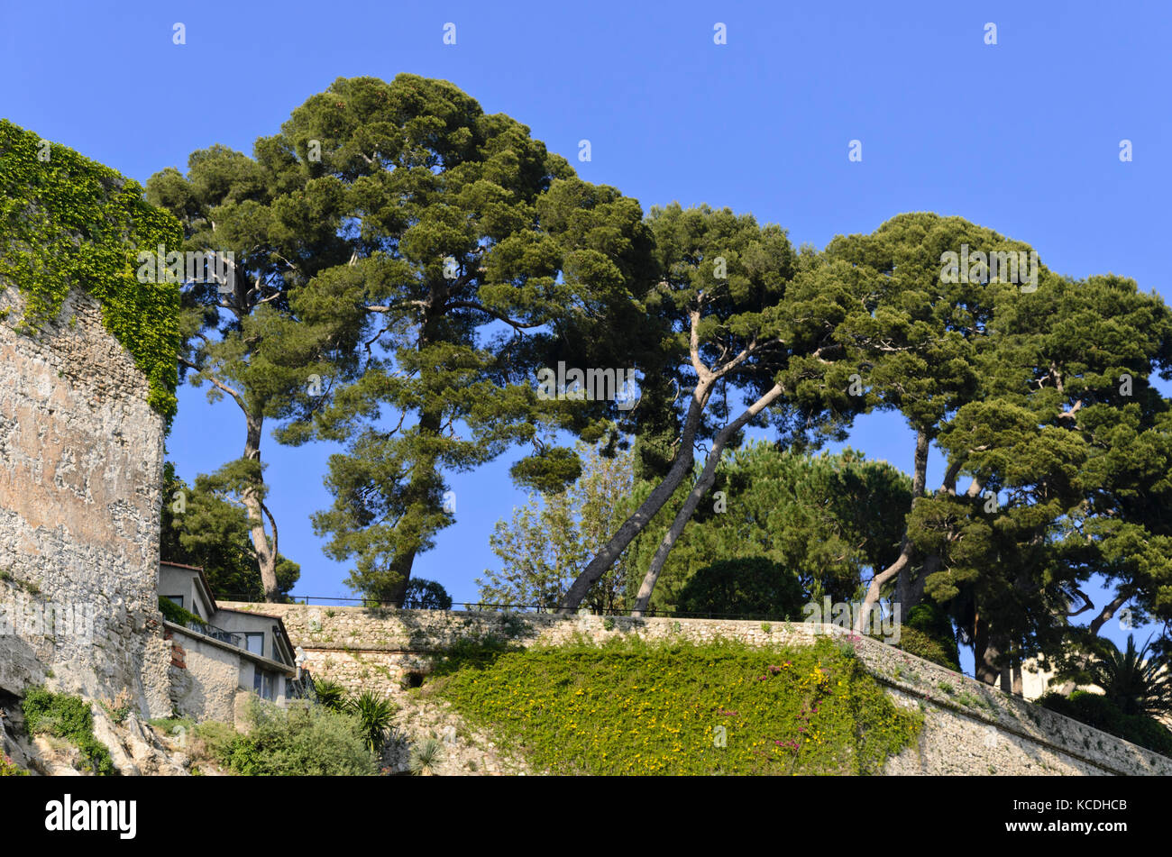 Pines (Pinus) on the edge of the Old Town, Monaco Stock Photo - Alamy