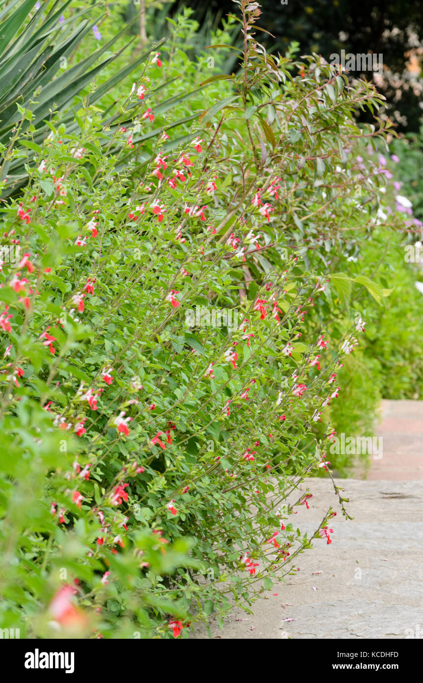 Autumn sage (Salvia greggii 'Hot Lips' Stock Photo - Alamy