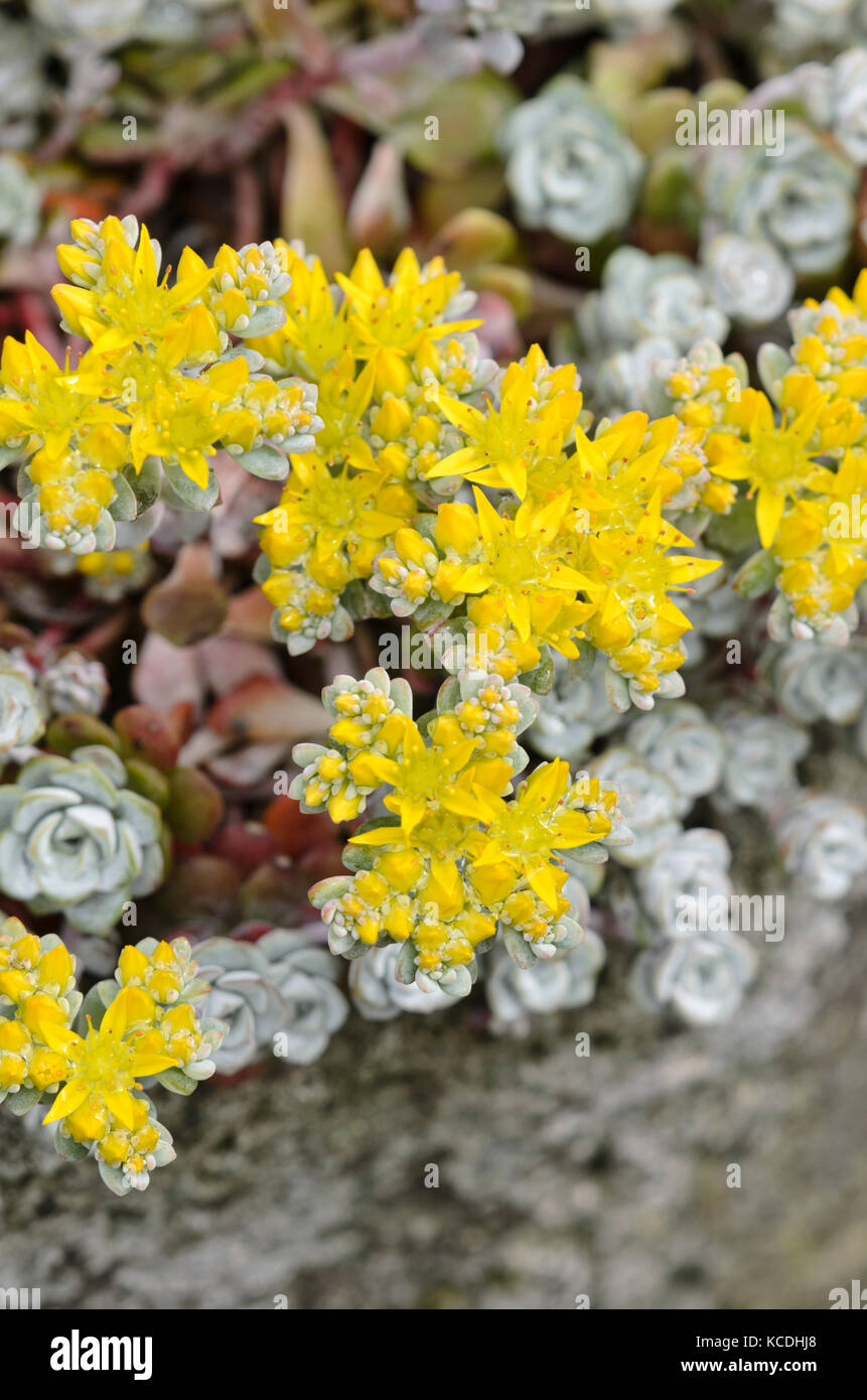 Flowering sedum hi-res stock photography and images - Alamy