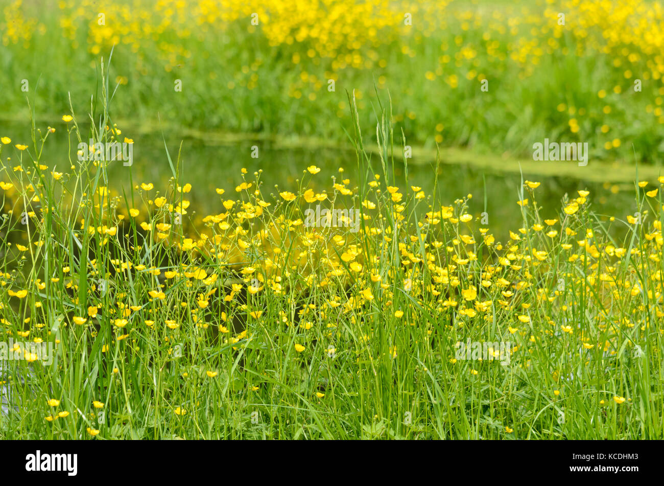 Buttercup (Ranunculus) at a pond Stock Photo - Alamy