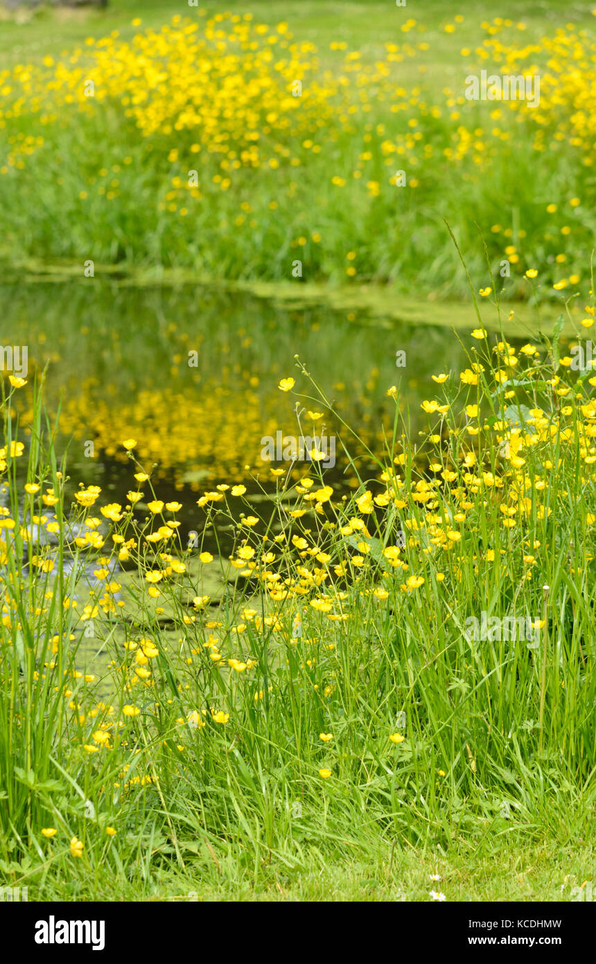 Buttercup (Ranunculus) at a pond Stock Photo - Alamy