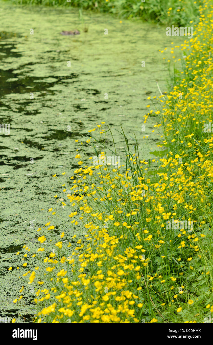 Buttercup (Ranunculus) at a pond Stock Photo - Alamy