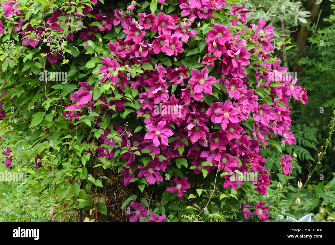 Climbing clematis plant hi-res stock photography and images - Alamy