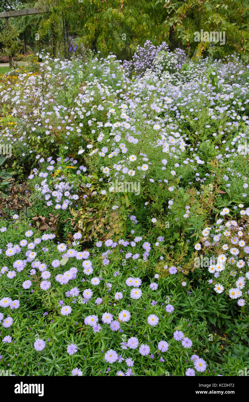 Aster blue flora flower flowers hi-res stock photography and images - Alamy