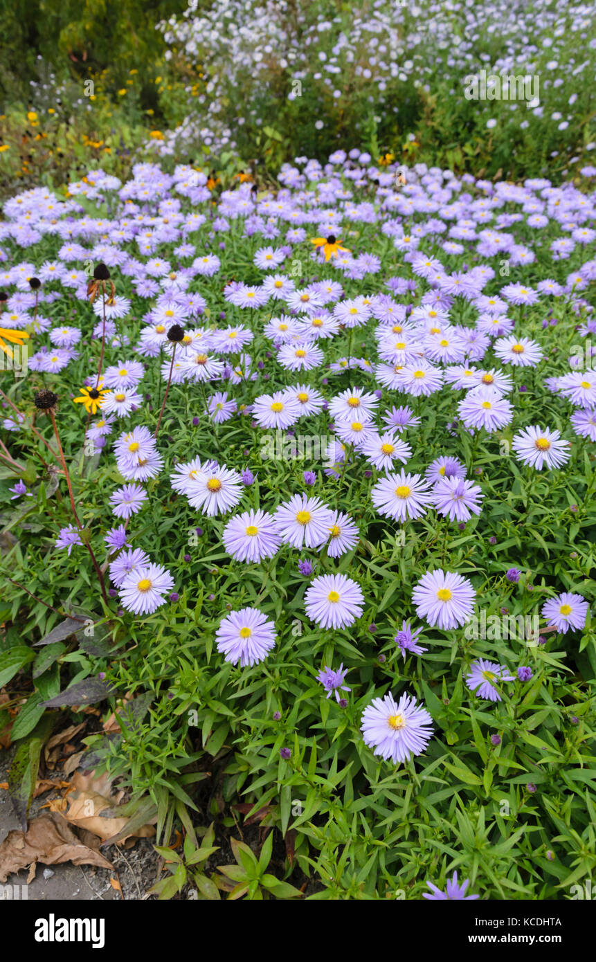 Blue aster flower hi-res stock photography and images - Alamy