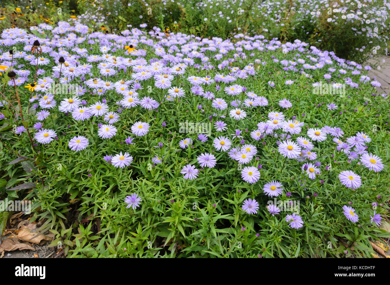 Plants perennials aster hi-res stock photography and images - Alamy